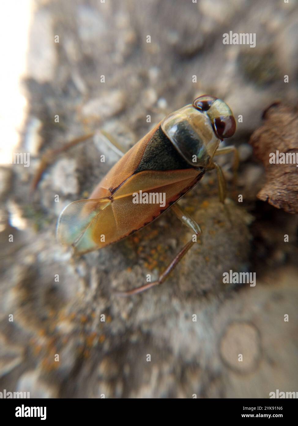 Eurasian Greater Water Boatman (Notonecta glauca Stock Photo - Alamy