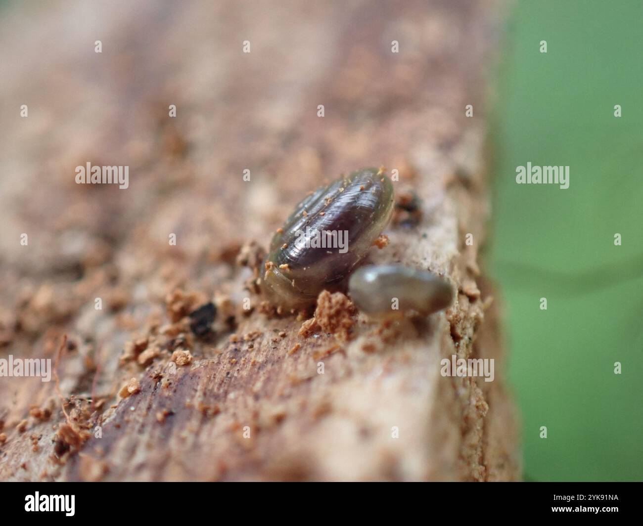 Common Land Snails and Slugs (Stylommatophora Stock Photo - Alamy