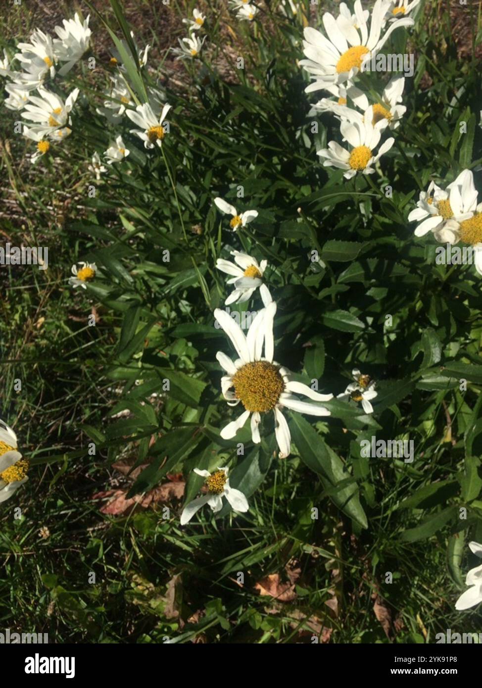 max chrysanthemum (Leucanthemum maximum Stock Photo - Alamy