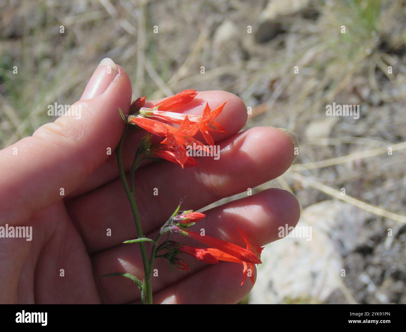 Scarlet Gilia (Ipomopsis aggregata Stock Photo - Alamy