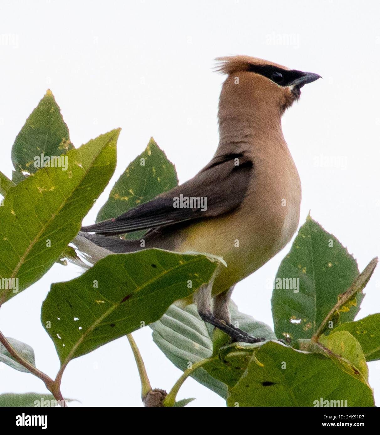 Cedar Waxwing (Bombycilla cedrorum Stock Photo - Alamy
