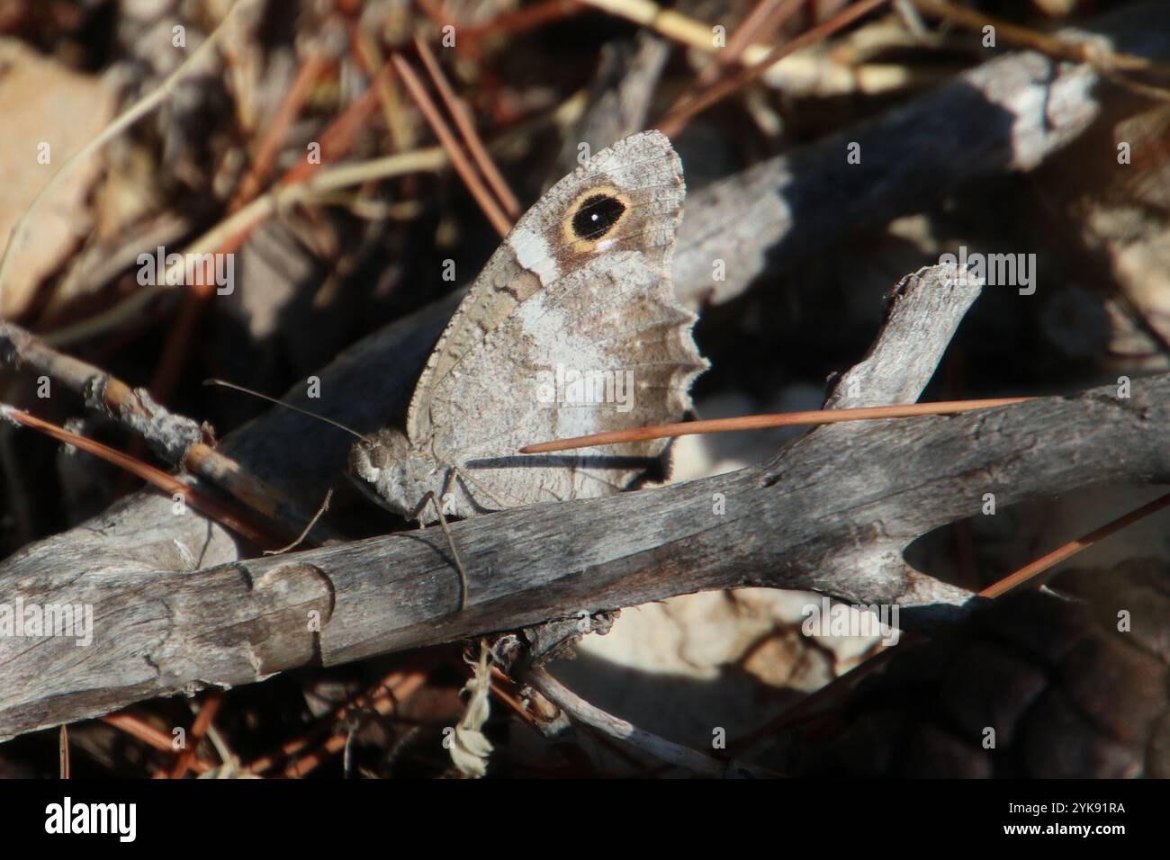 Tree Grayling (Hipparchia statilinus Stock Photo - Alamy