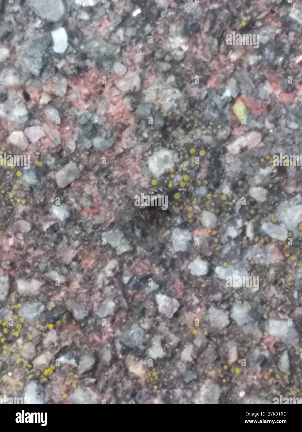 Golden Jumping Spider (Paraphidippus aurantius Stock Photo - Alamy