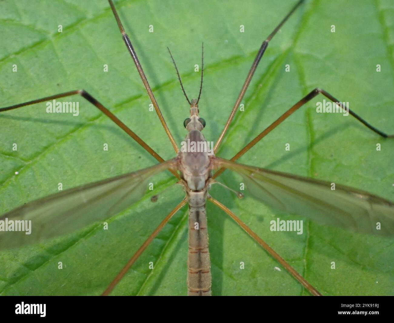 European Crane Fly (Tipula paludosa Stock Photo - Alamy