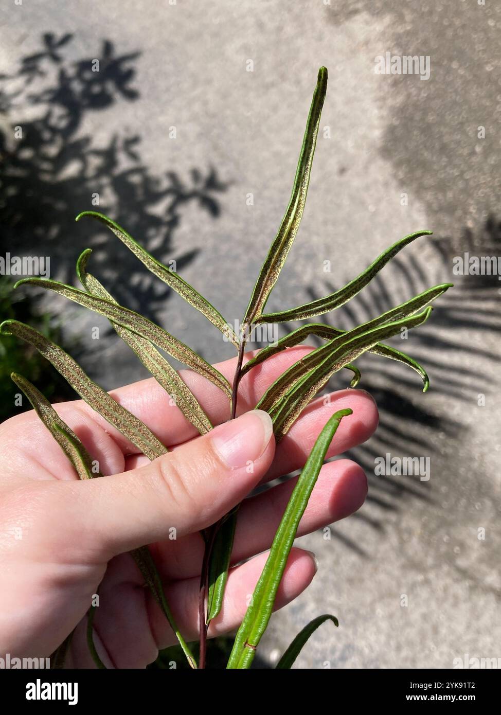 Pityrogramma hi-res stock photography and images - Alamy