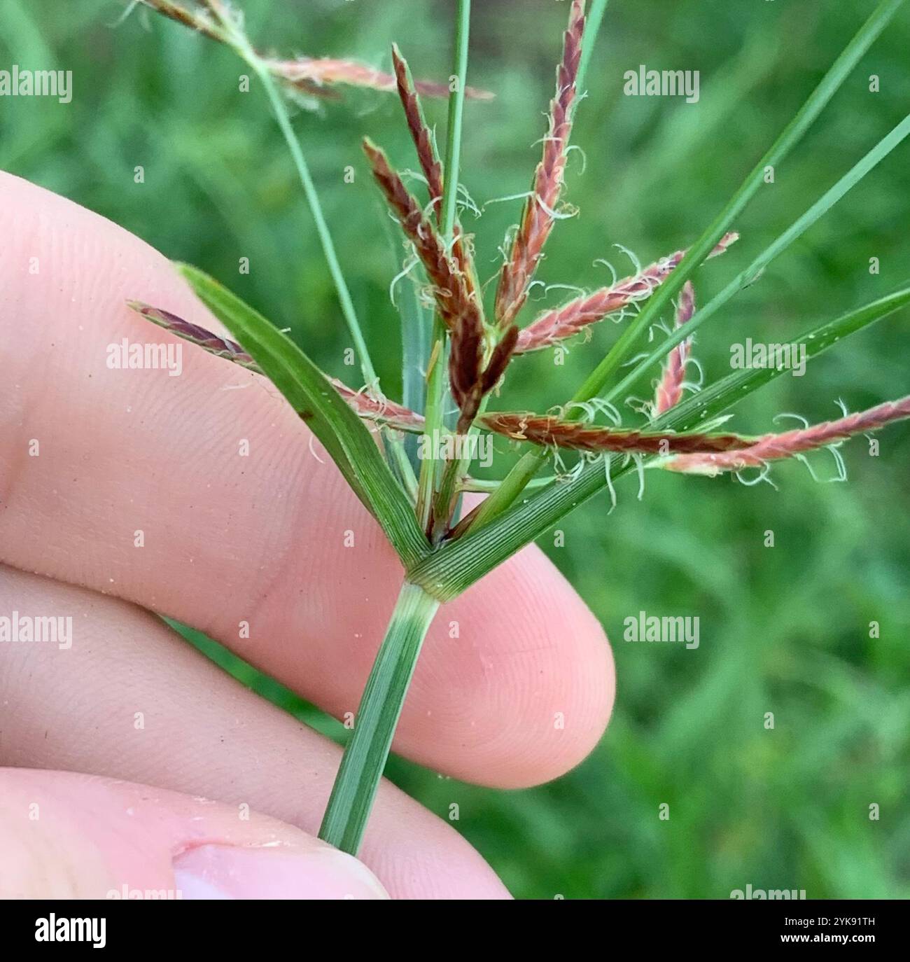 Purple nutsedge (Cyperus rotundus Stock Photo - Alamy