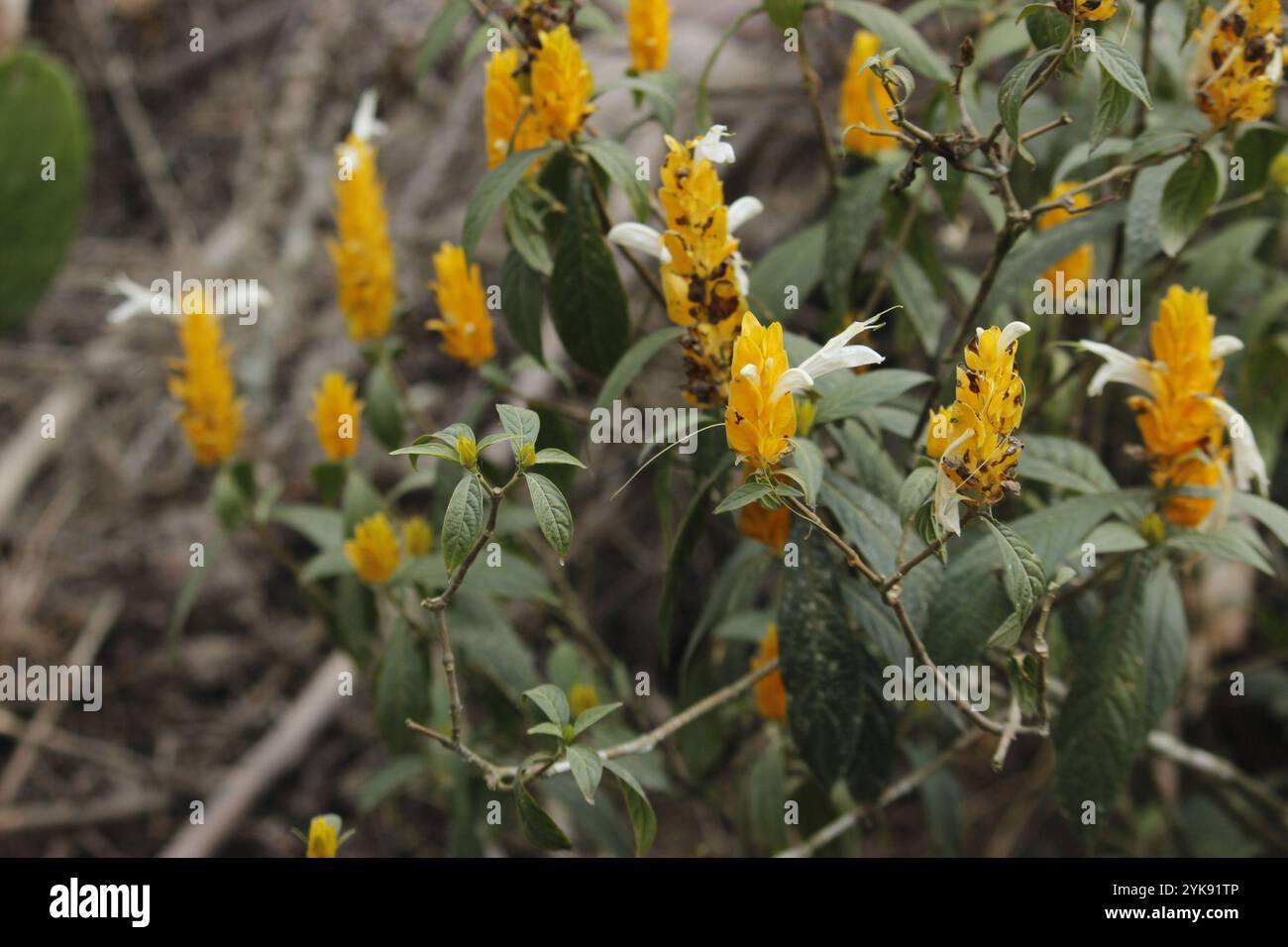 golden shrimp plant (Pachystachys lutea Stock Photo - Alamy