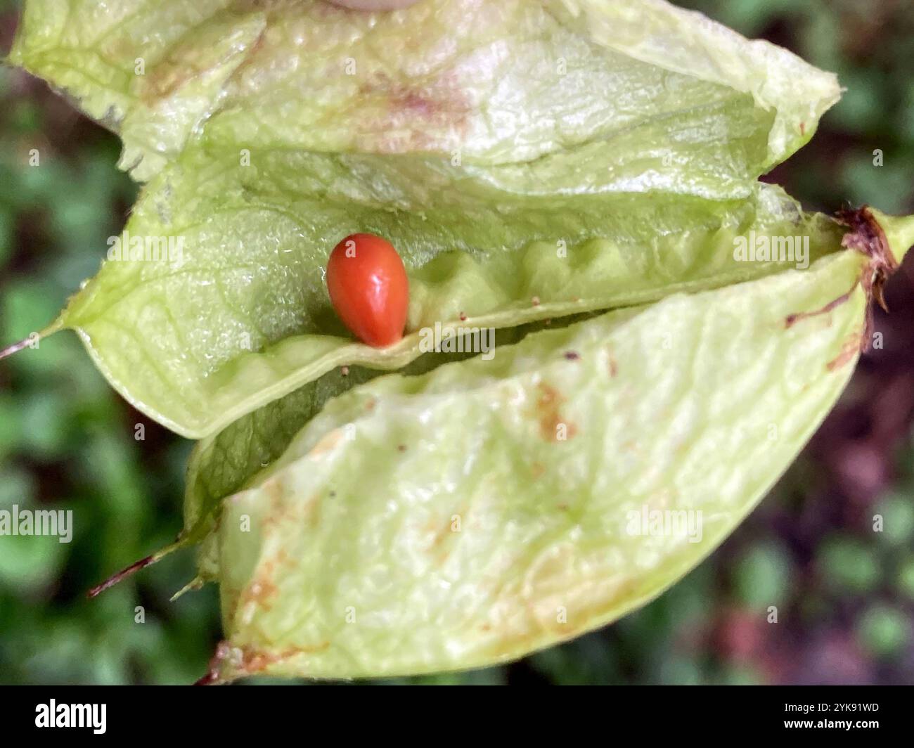 American bladdernut (Staphylea trifolia Stock Photo - Alamy