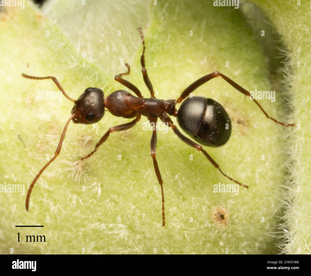 Wood, Mound, and Field Ants (Formica Stock Photo - Alamy