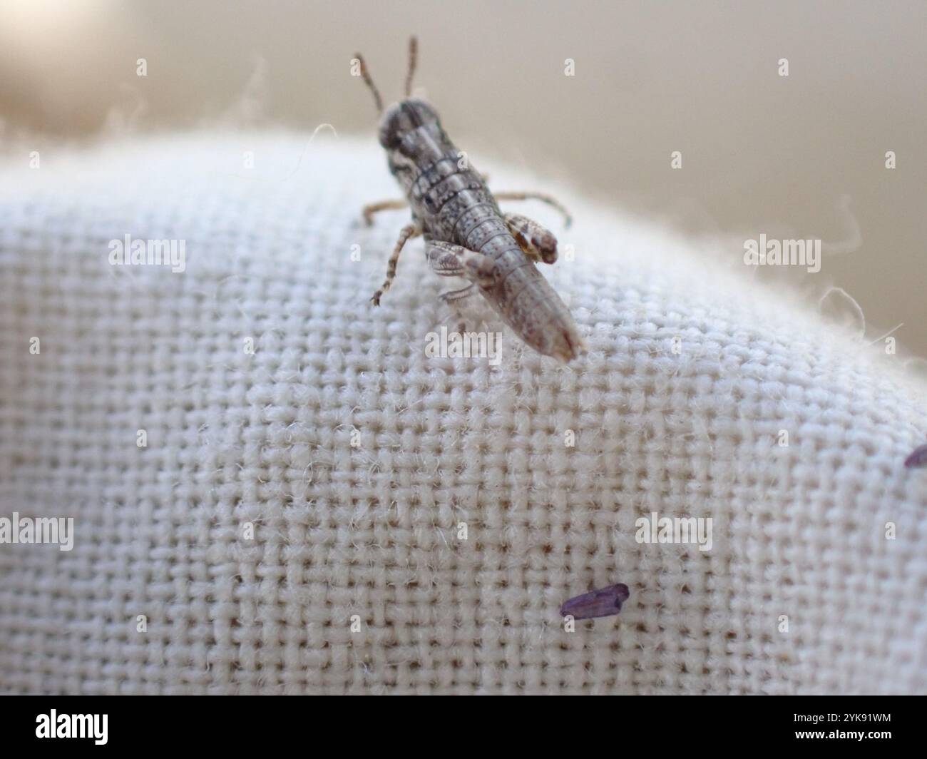 Spur-throated Grasshoppers (Melanoplinae Stock Photo - Alamy