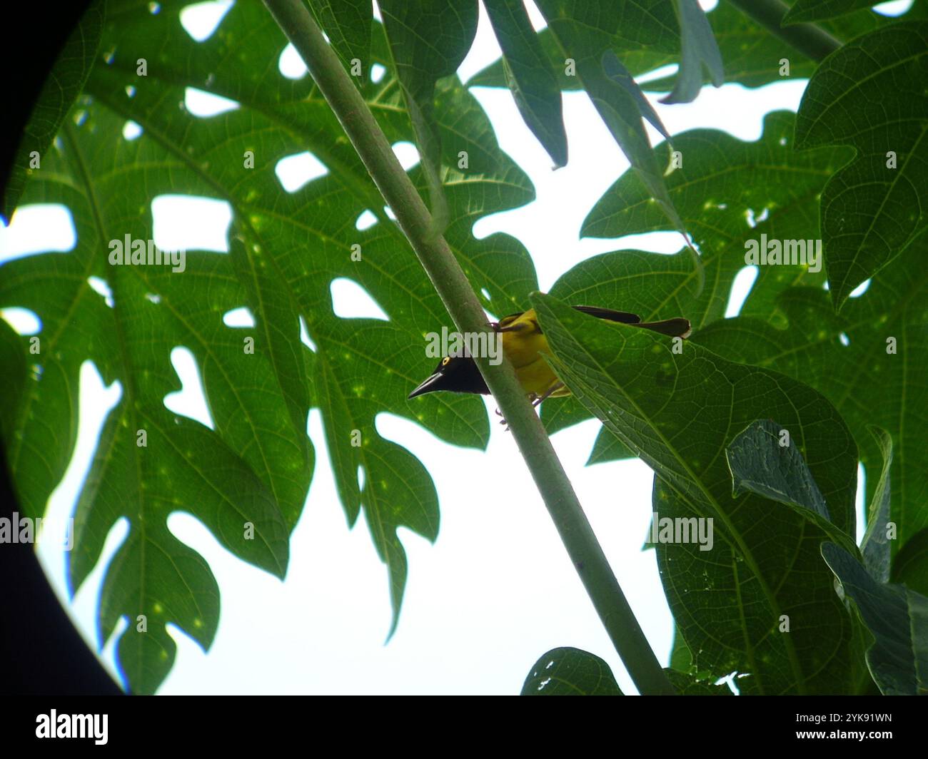 Giant Weaver (Ploceus grandis Stock Photo - Alamy