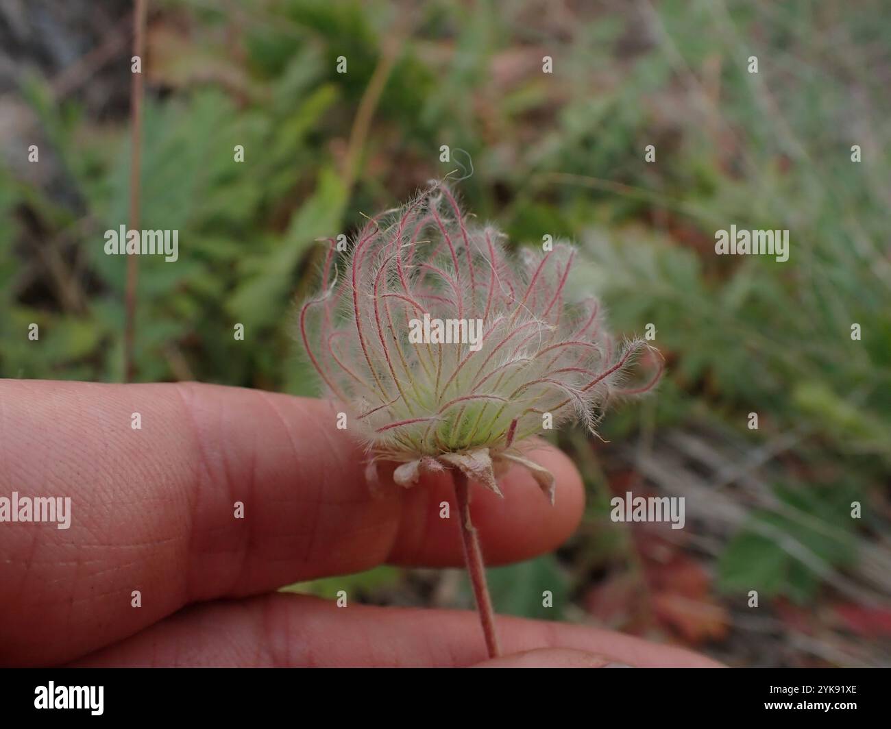 prairie smoke (Geum triflorum Stock Photo - Alamy