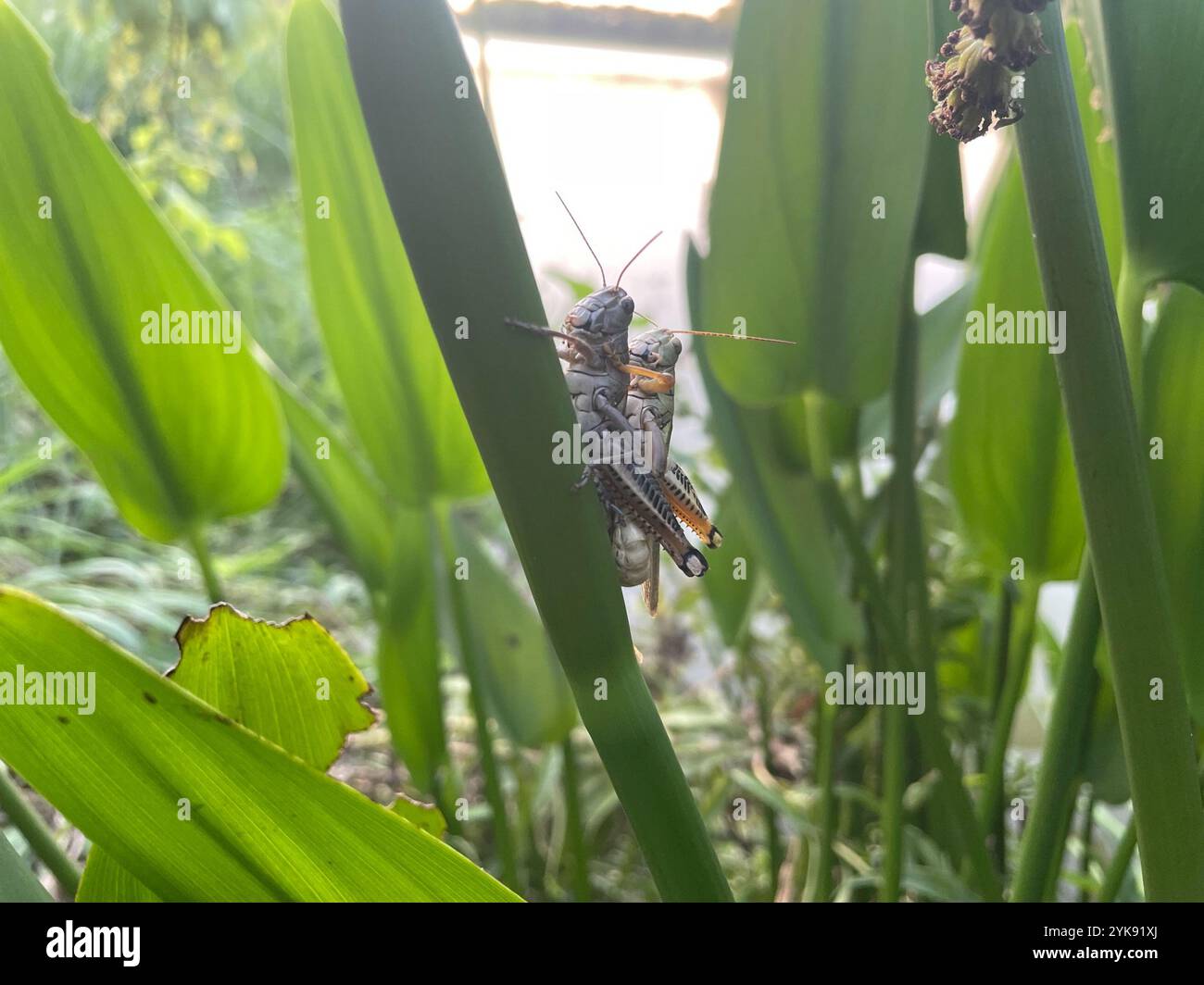 Short-horned Grasshoppers and Locusts (Acridoidea Stock Photo - Alamy