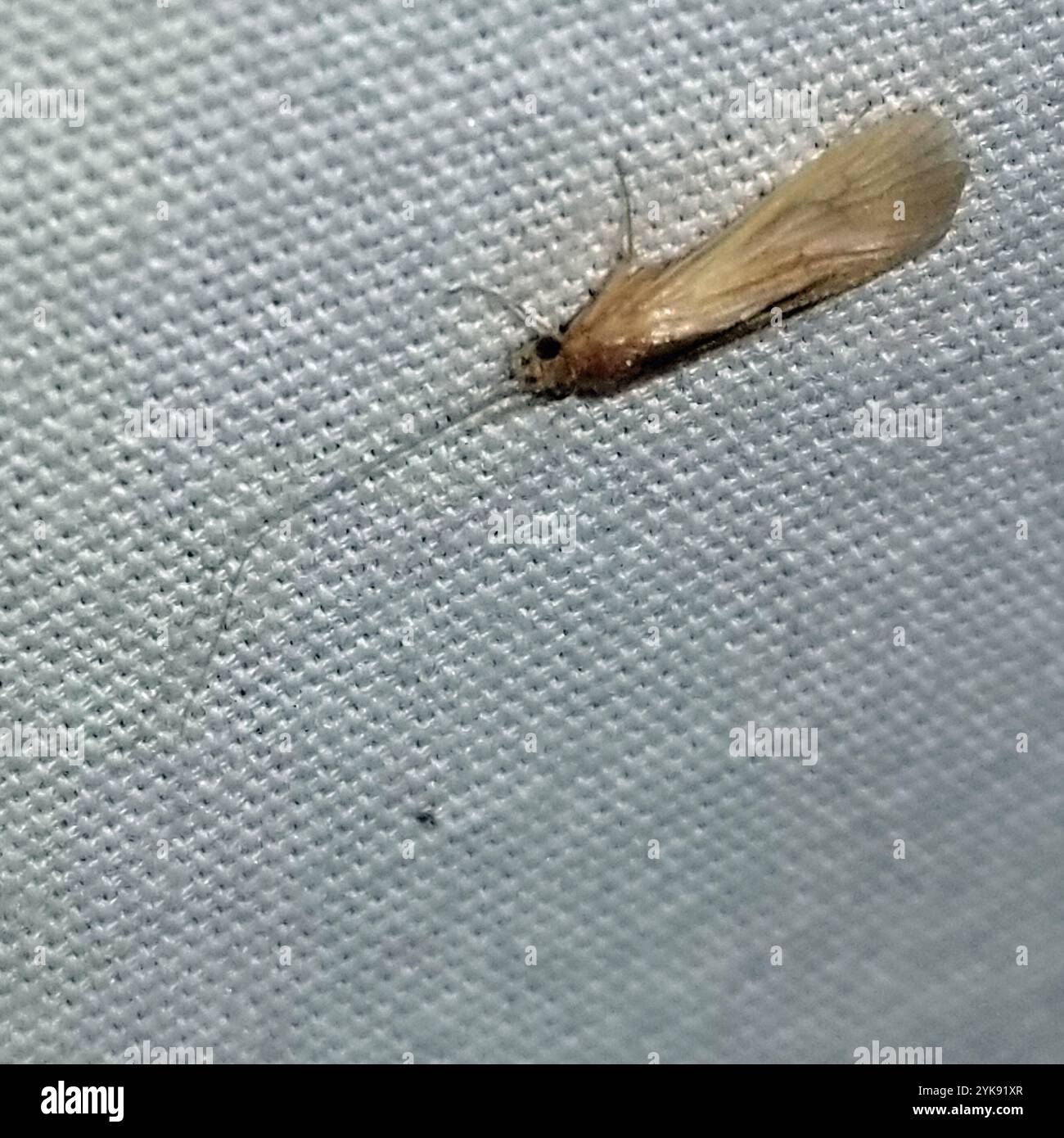 Yellow Net-spinning Caddisfly (Potamyia flava Stock Photo - Alamy