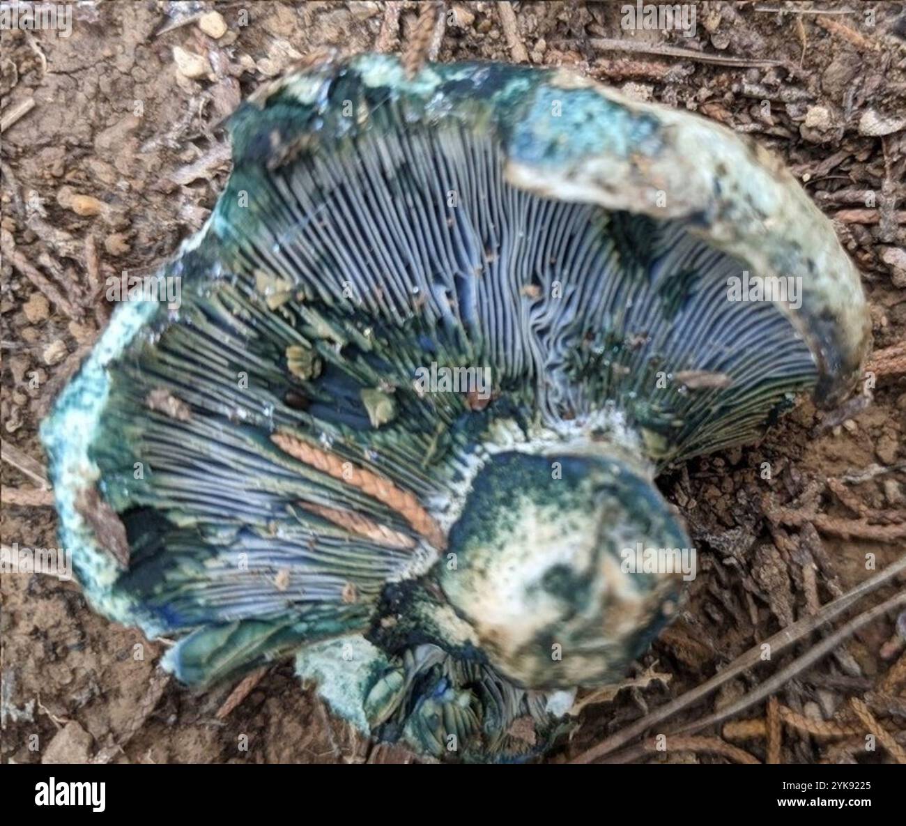 indigo milk cap (Lactarius indigo Stock Photo - Alamy