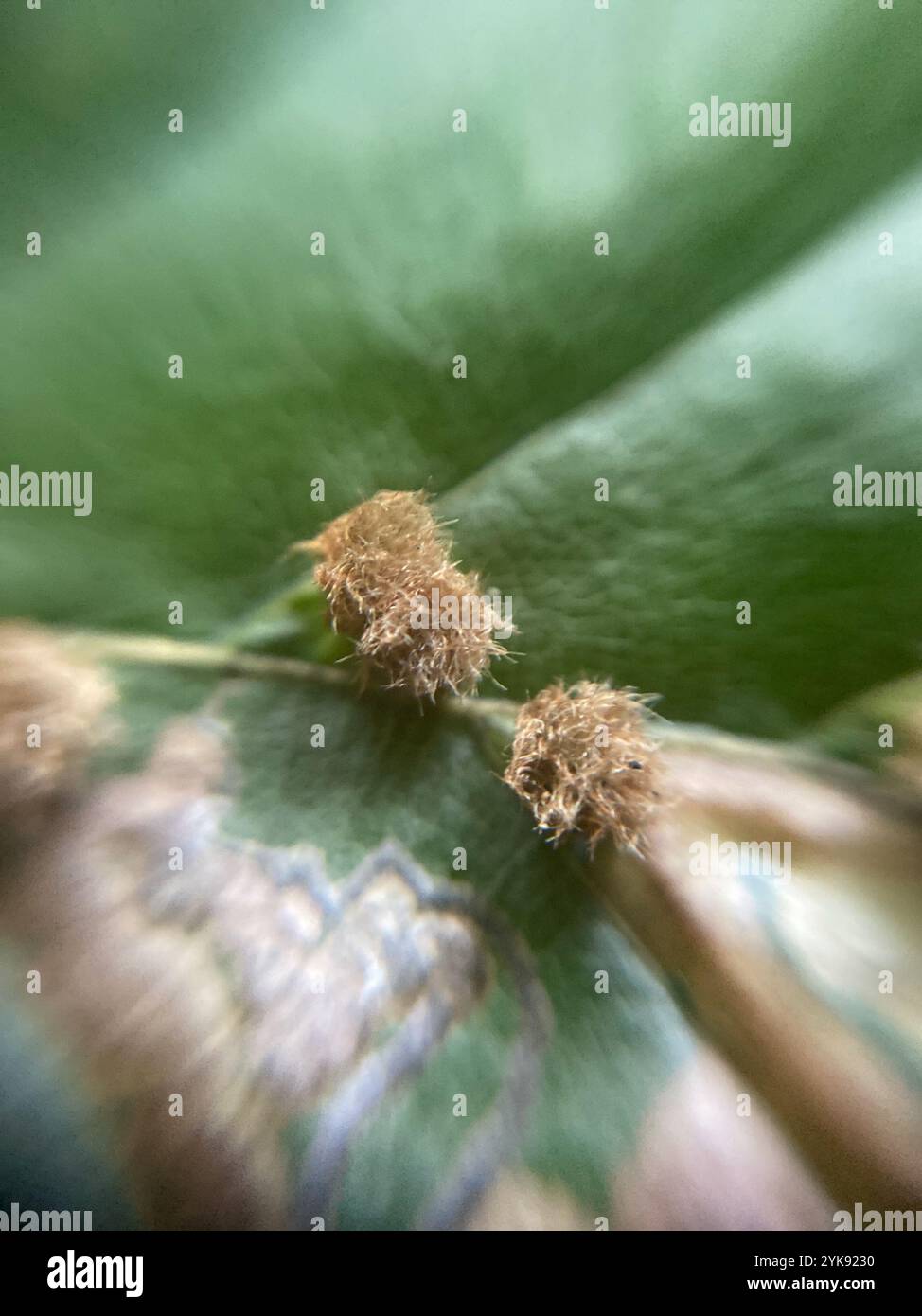 Hairy Beech Gall (Hartigiola annulipes Stock Photo - Alamy