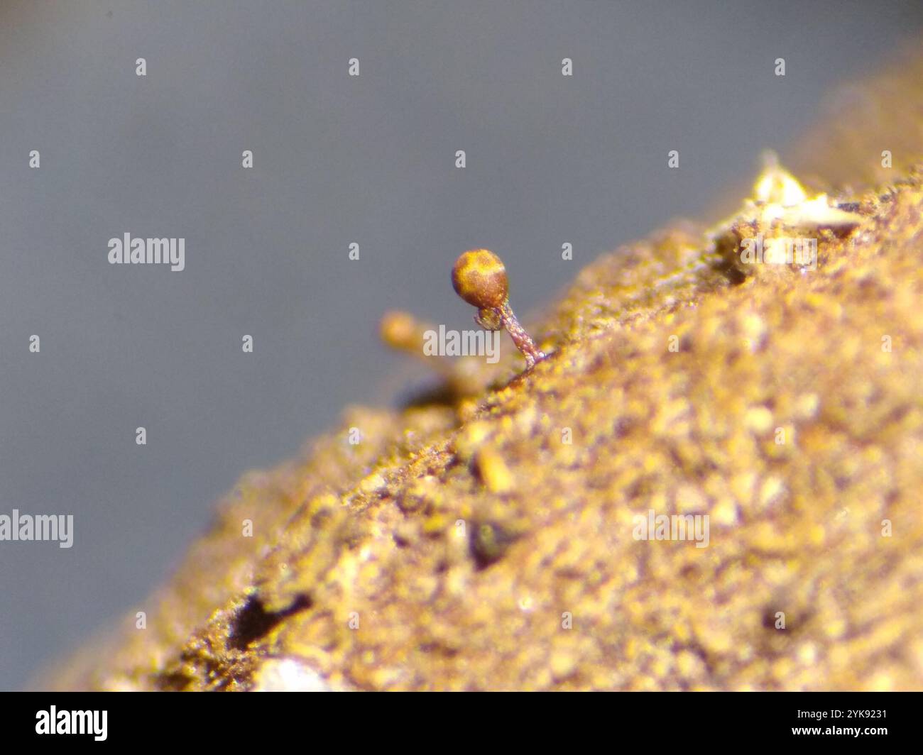 Trichia munda hi-res stock photography and images - Alamy