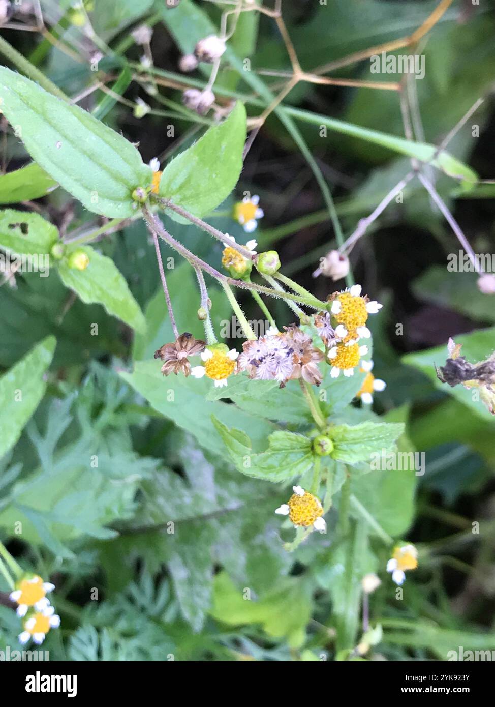 shaggy soldier (Galinsoga quadriradiata Stock Photo - Alamy