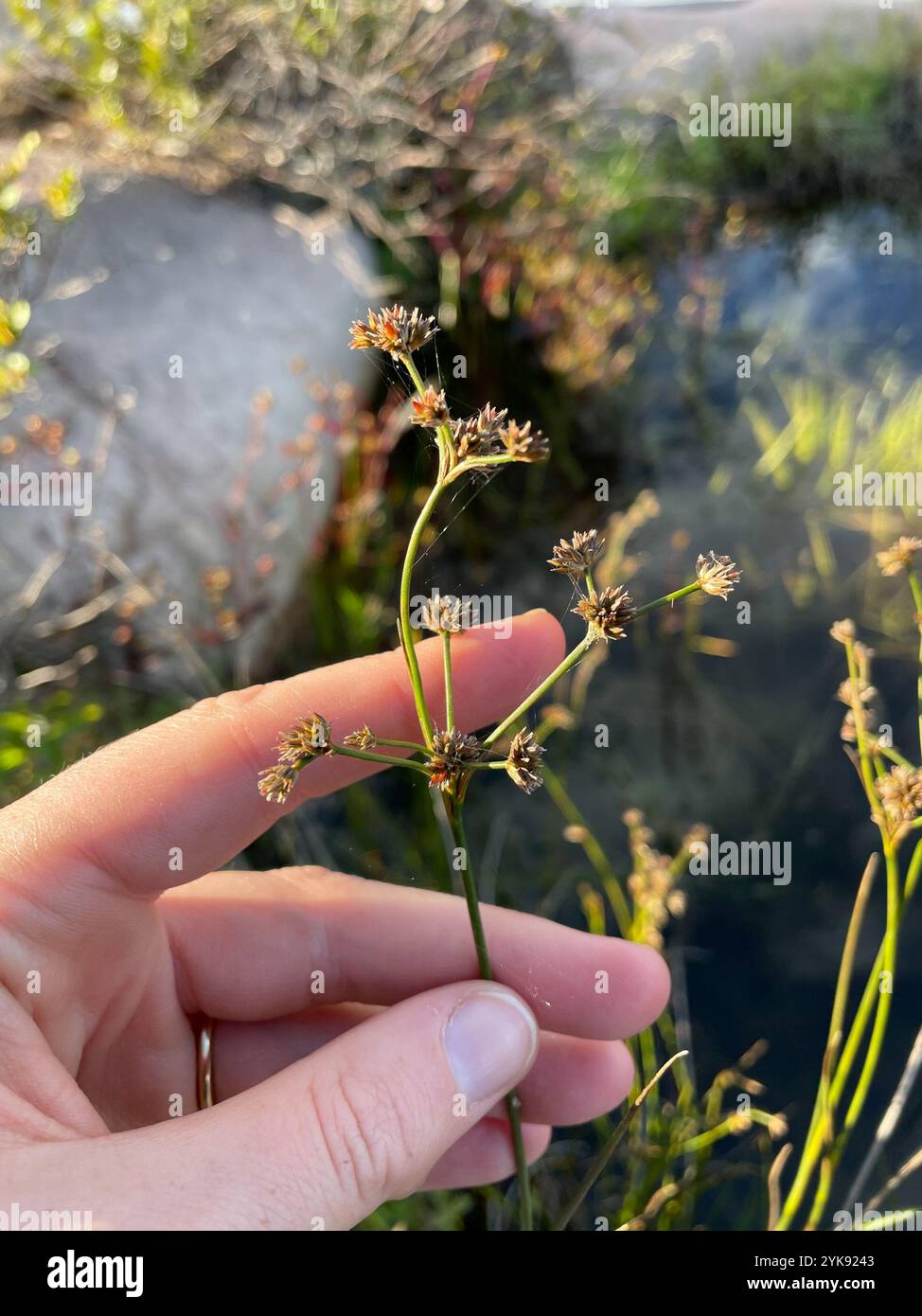 Canada Rush (Juncus canadensis Stock Photo - Alamy