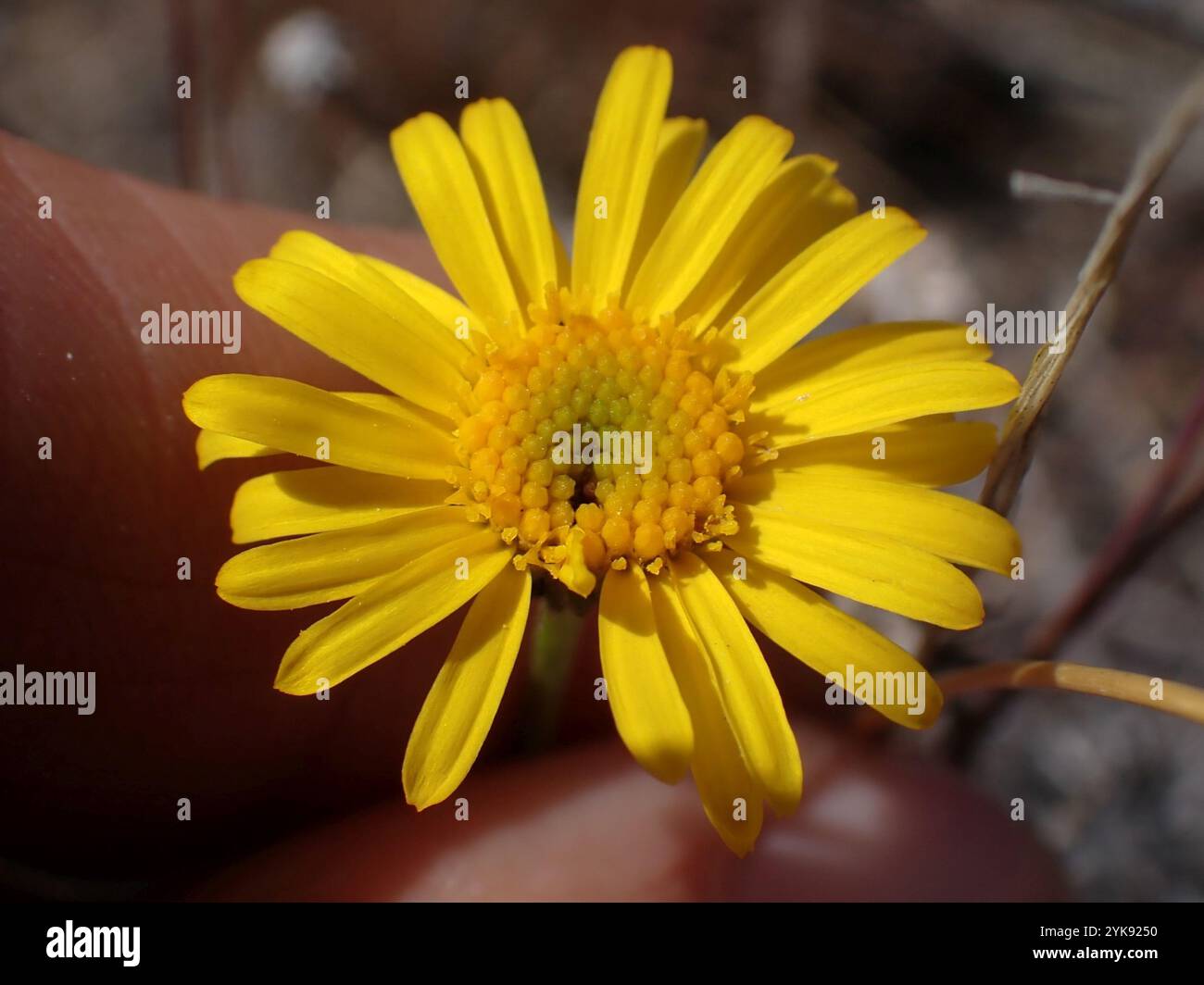 Desert Yellow Fleabane (Erigeron linearis Stock Photo - Alamy