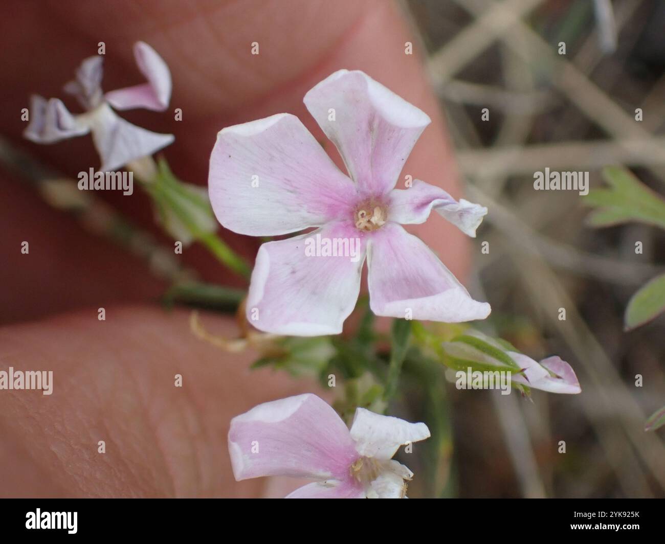 Longleaf Phlox (Phlox longifolia Stock Photo - Alamy