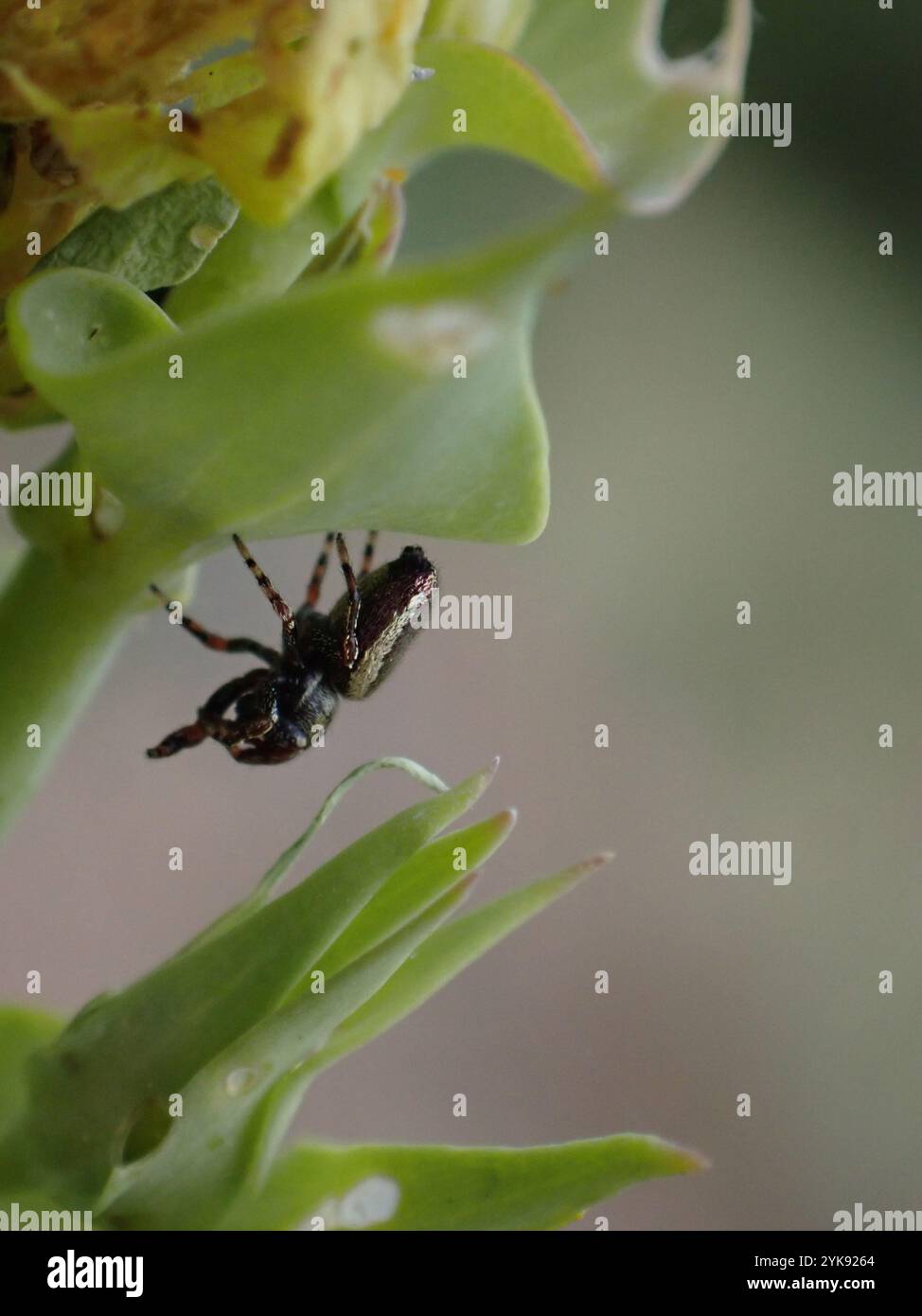 Leaf-beetle Jumping Spiders (Sassacus Stock Photo - Alamy