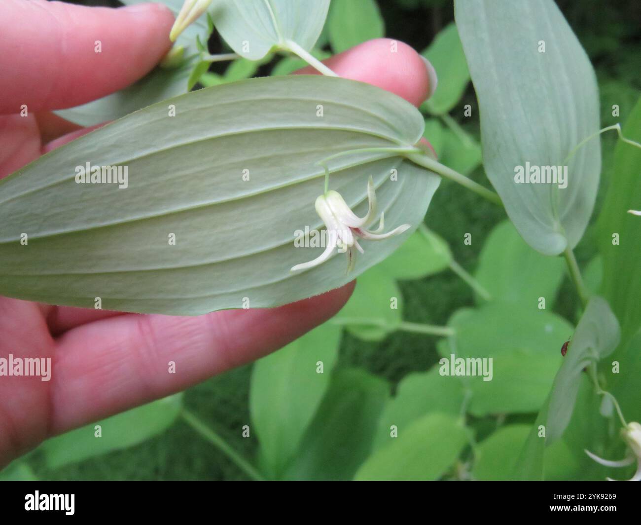 white twisted-stalk (Streptopus amplexifolius Stock Photo - Alamy