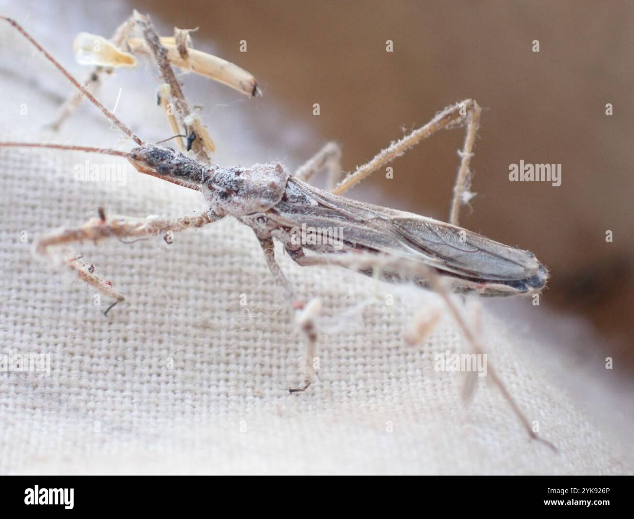 Four-spurred Assassin Bug (Zelus tetracanthus Stock Photo - Alamy Four-spurred Assassin Bug (Zelus tetracanthus Stock Photo - Alamy