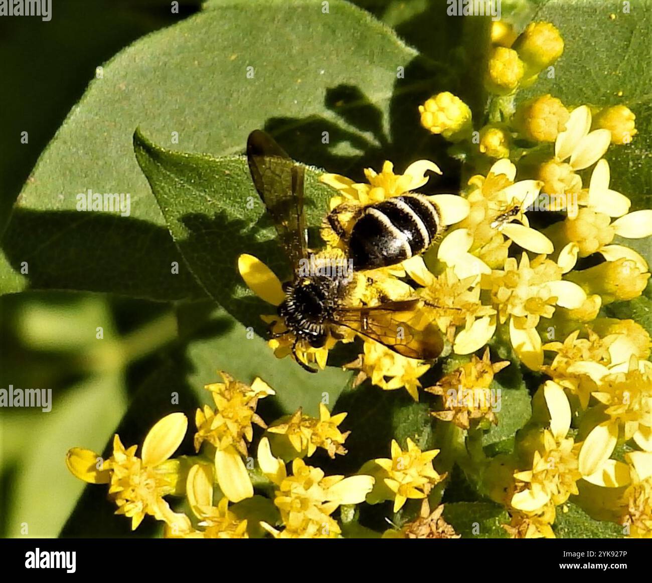 Cloudy-winged Mining Bee (Andrena nubecula Stock Photo - Alamy