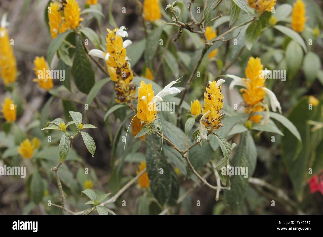 golden shrimp plant (Pachystachys lutea Stock Photo - Alamy