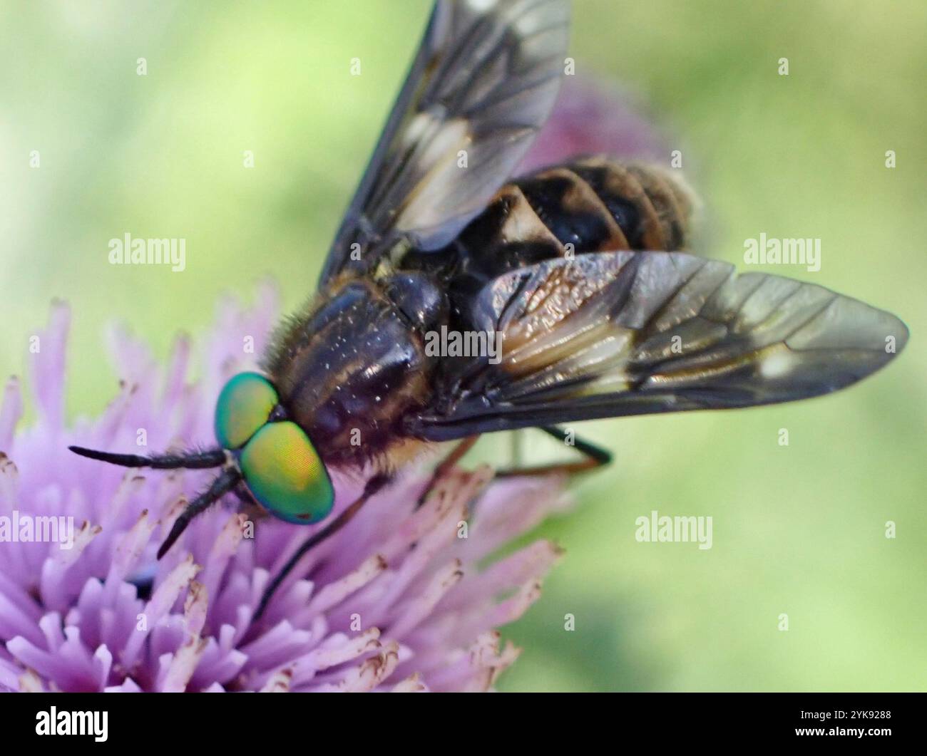 Twin-lobed Deer Fly (Chrysops relictus Stock Photo - Alamy