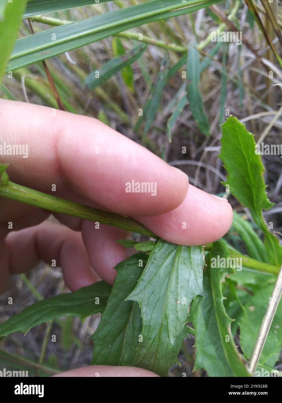 American burnweed (Erechtites hieraciifolius Stock Photo - Alamy