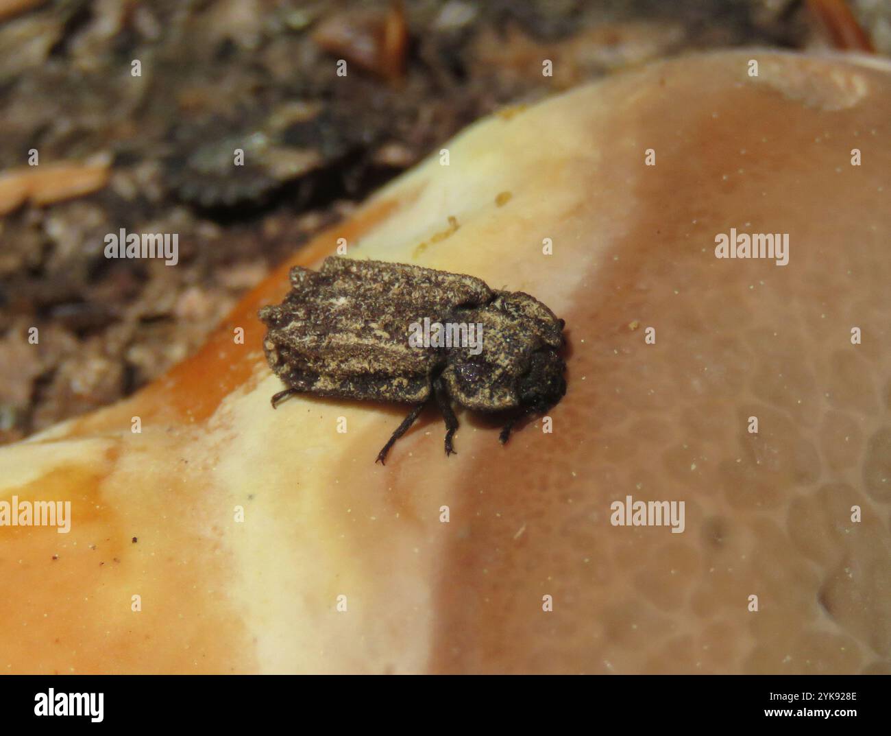 Cucujiform Beetles (Cucujiformia Stock Photo - Alamy