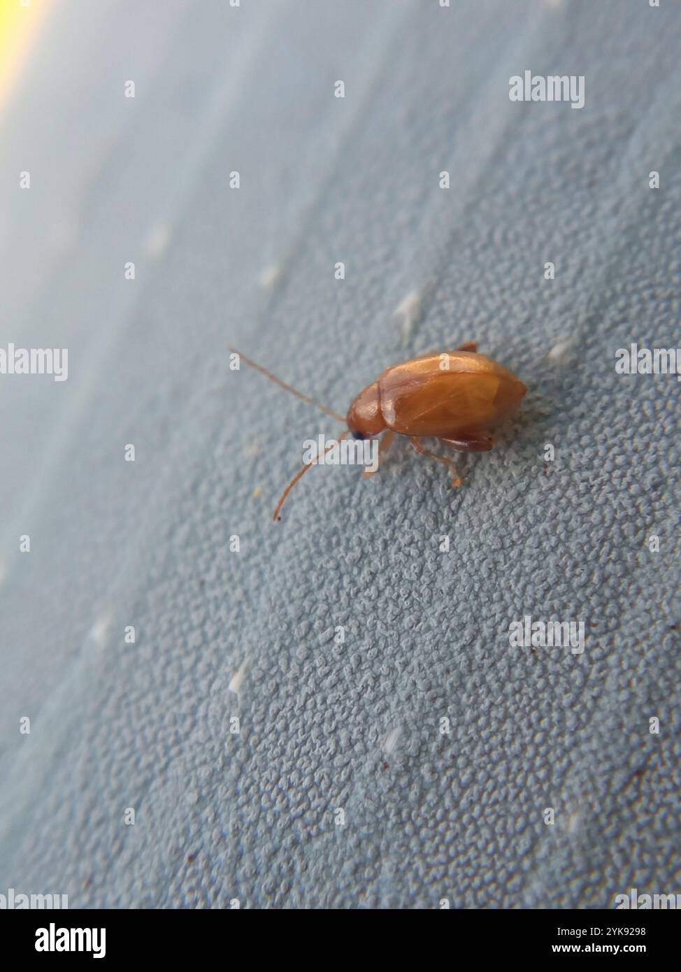 Longitarsus hi-res stock photography and images - Alamy