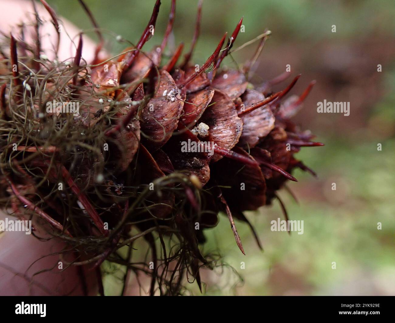 western larch (Larix occidentalis Stock Photo - Alamy