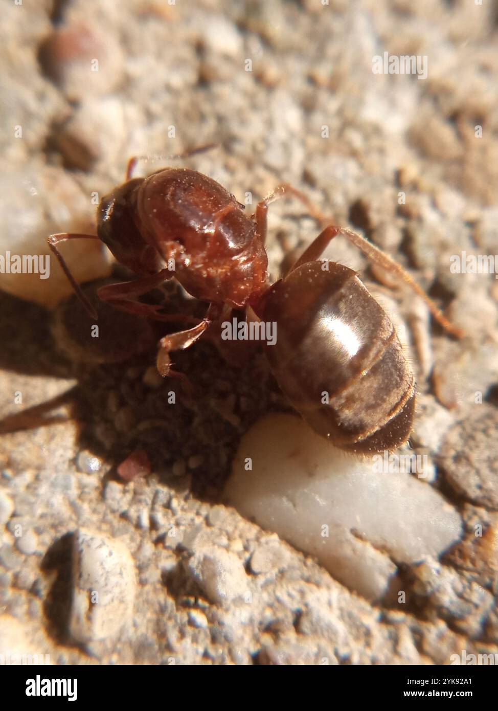 Lasius emarginatus hi-res stock photography and images - Alamy