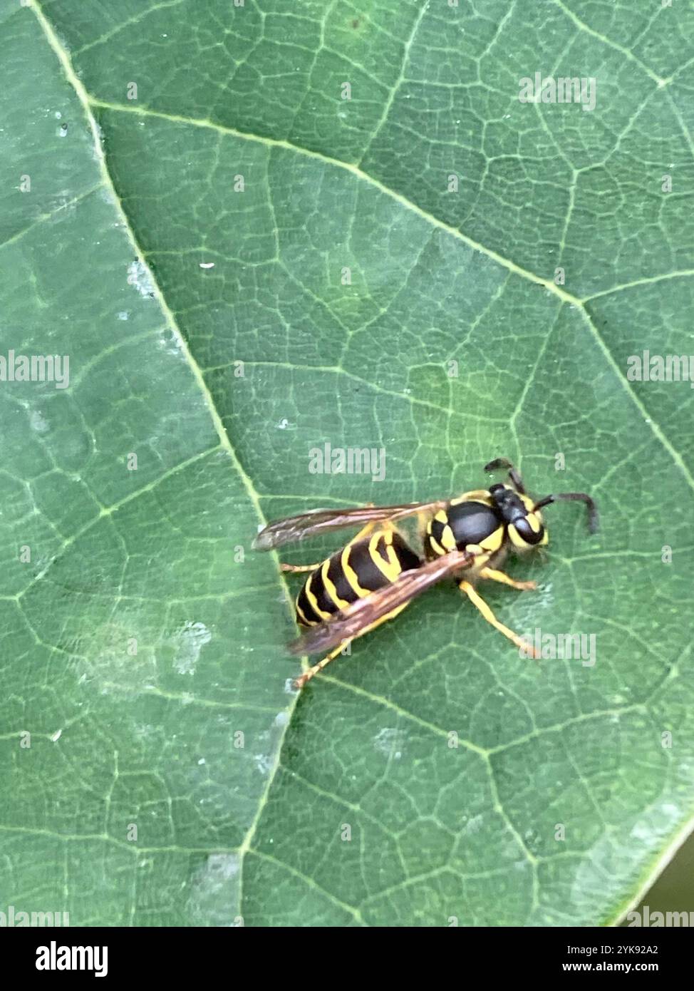 Eastern Yellowjacket (Vespula maculifrons Stock Photo - Alamy