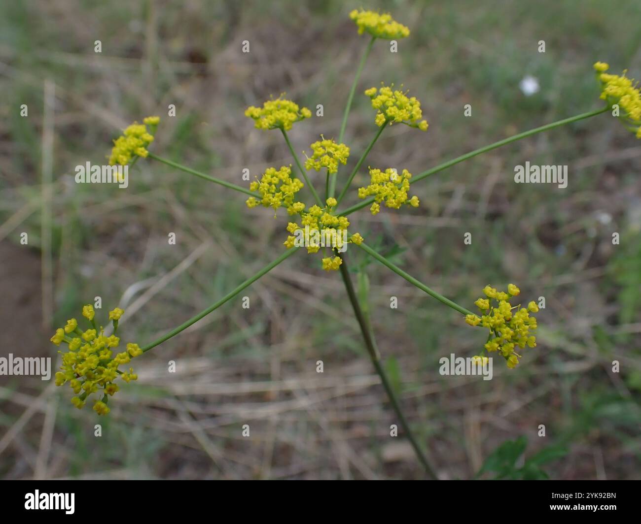 Wyeth Biscuitroot (Lomatium ambiguum Stock Photo - Alamy