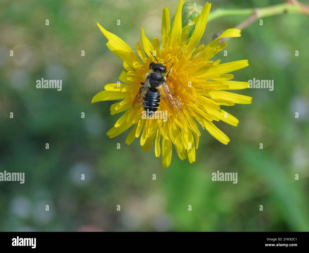 Golden-tailed Leafcutter Bee (Megachile relativa Stock Photo - Alamy
