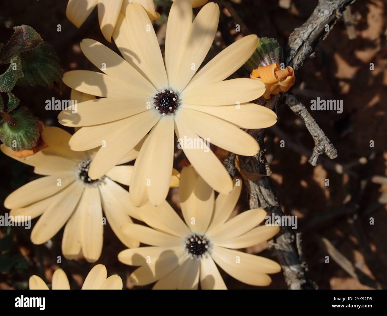Cape marigold (Dimorphotheca sinuata Stock Photo - Alamy