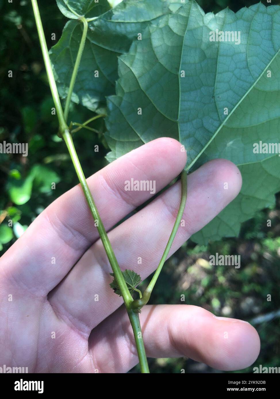 frost grape (Vitis vulpina Stock Photo - Alamy