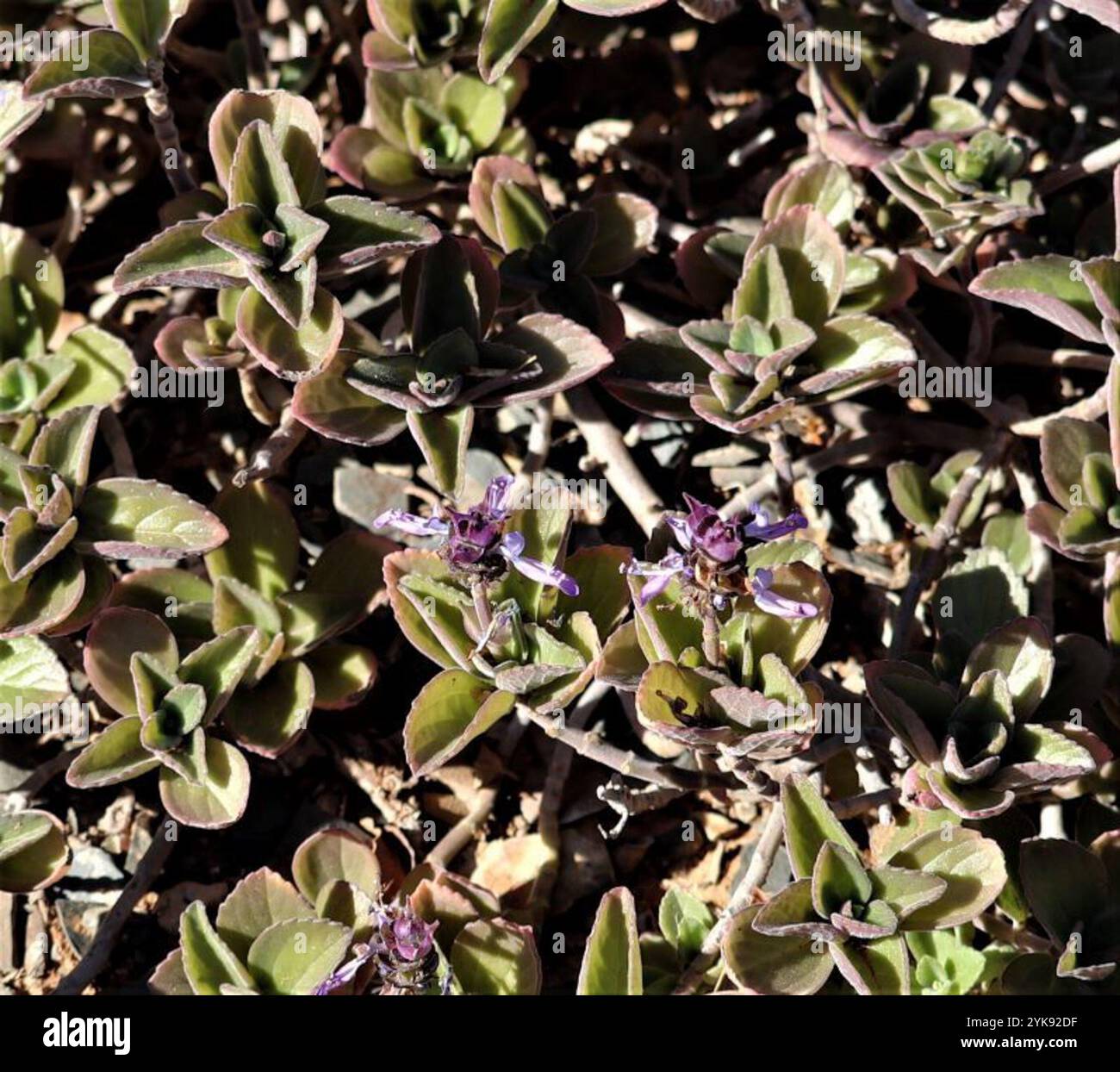 Lobster flower (Coleus neochilus Stock Photo - Alamy