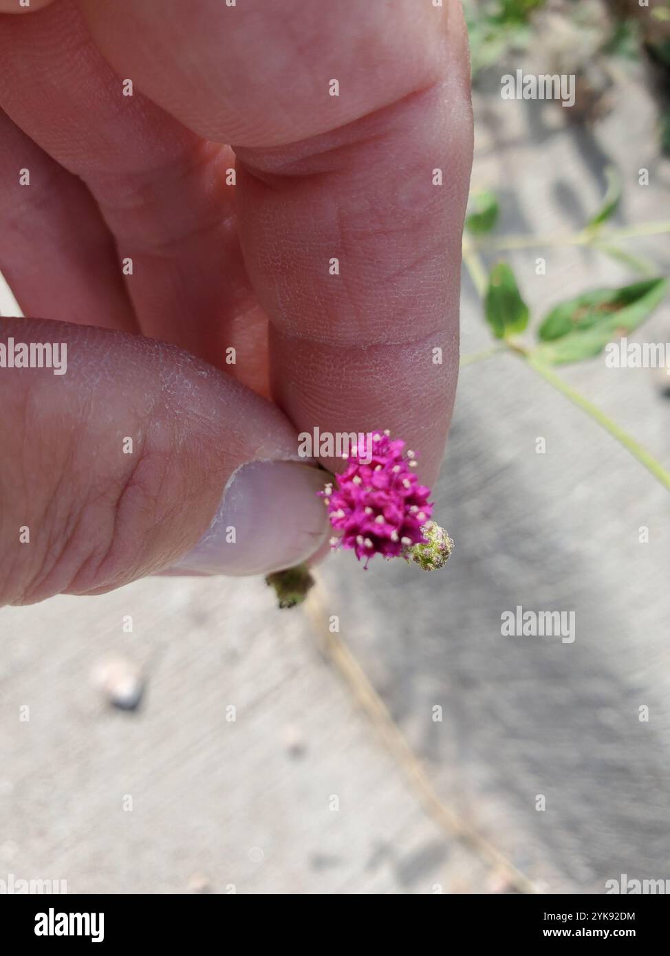 scarlet spiderling (Boerhavia coccinea Stock Photo - Alamy