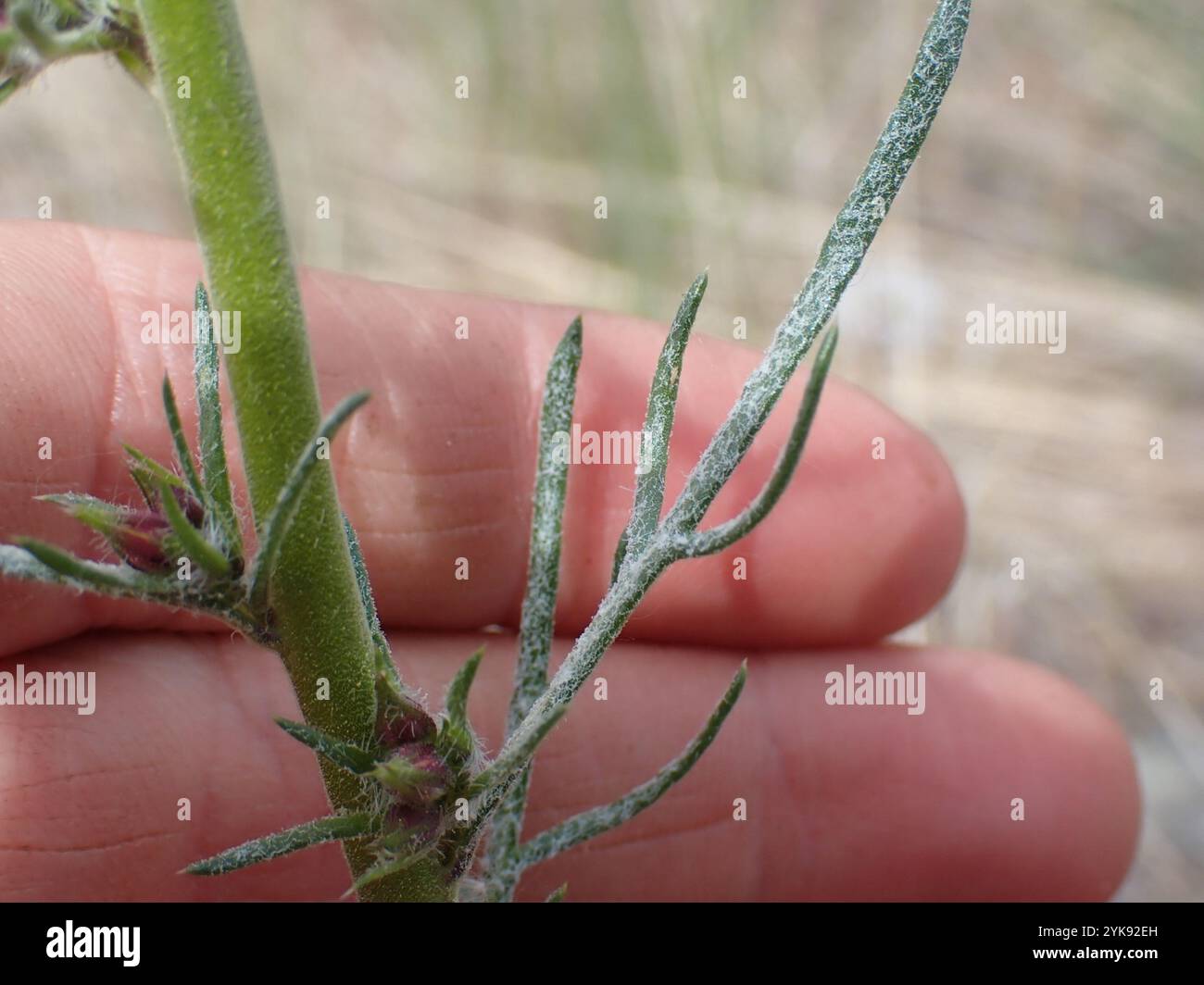 Scarlet Gilia (Ipomopsis aggregata Stock Photo - Alamy