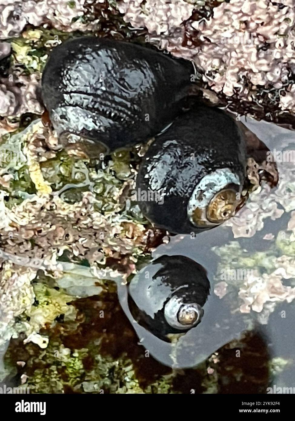 Black Tegula (Tegula funebralis Stock Photo - Alamy