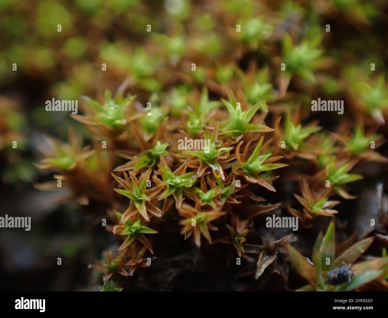 Pottiaceae hi-res stock photography and images - Alamy