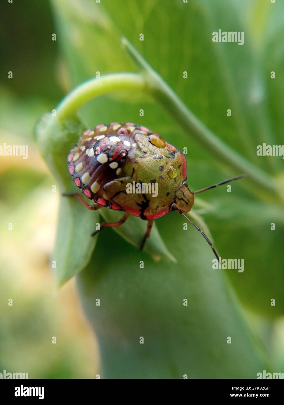 Southern Green Stink Bug (Nezara viridula Stock Photo - Alamy