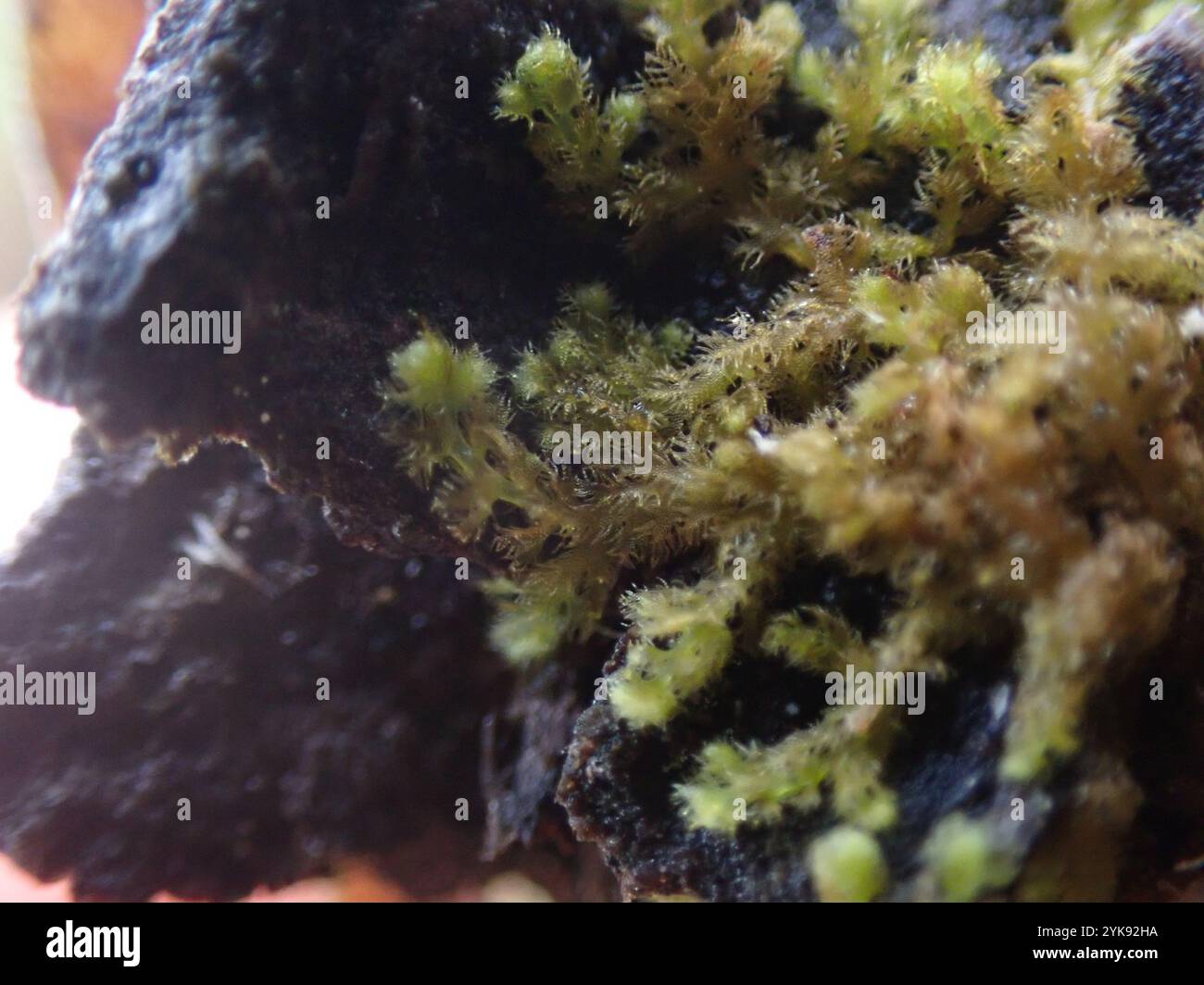 Tree Fringewort (Ptilidium pulcherrimum Stock Photo - Alamy