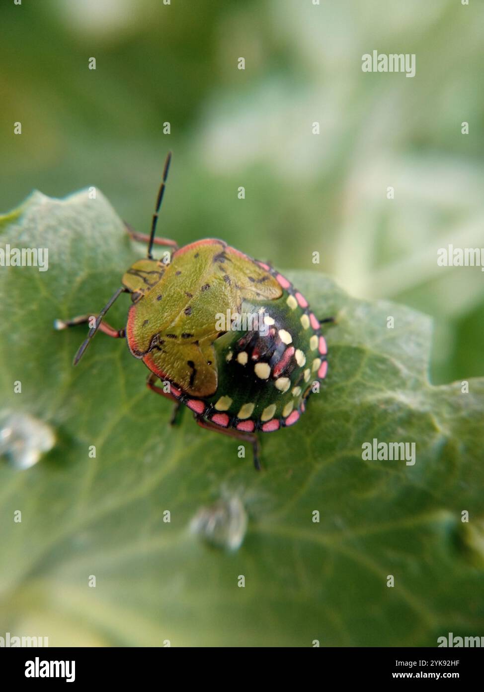 Southern Green Stink Bug (Nezara viridula Stock Photo - Alamy