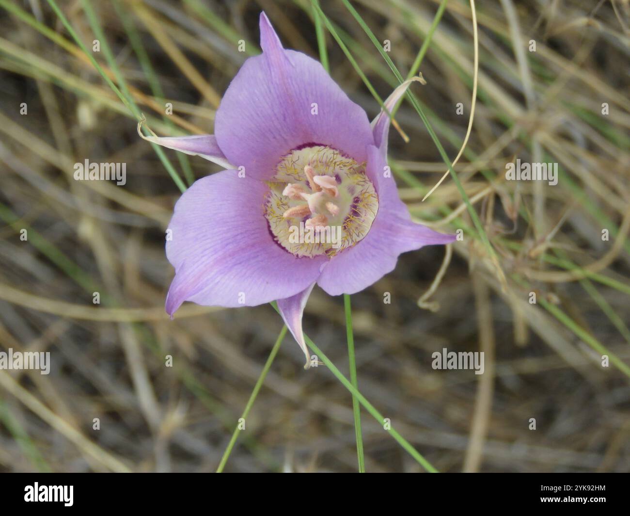 Sagebrush Mariposa Lily (Calochortus macrocarpus Stock Photo - Alamy